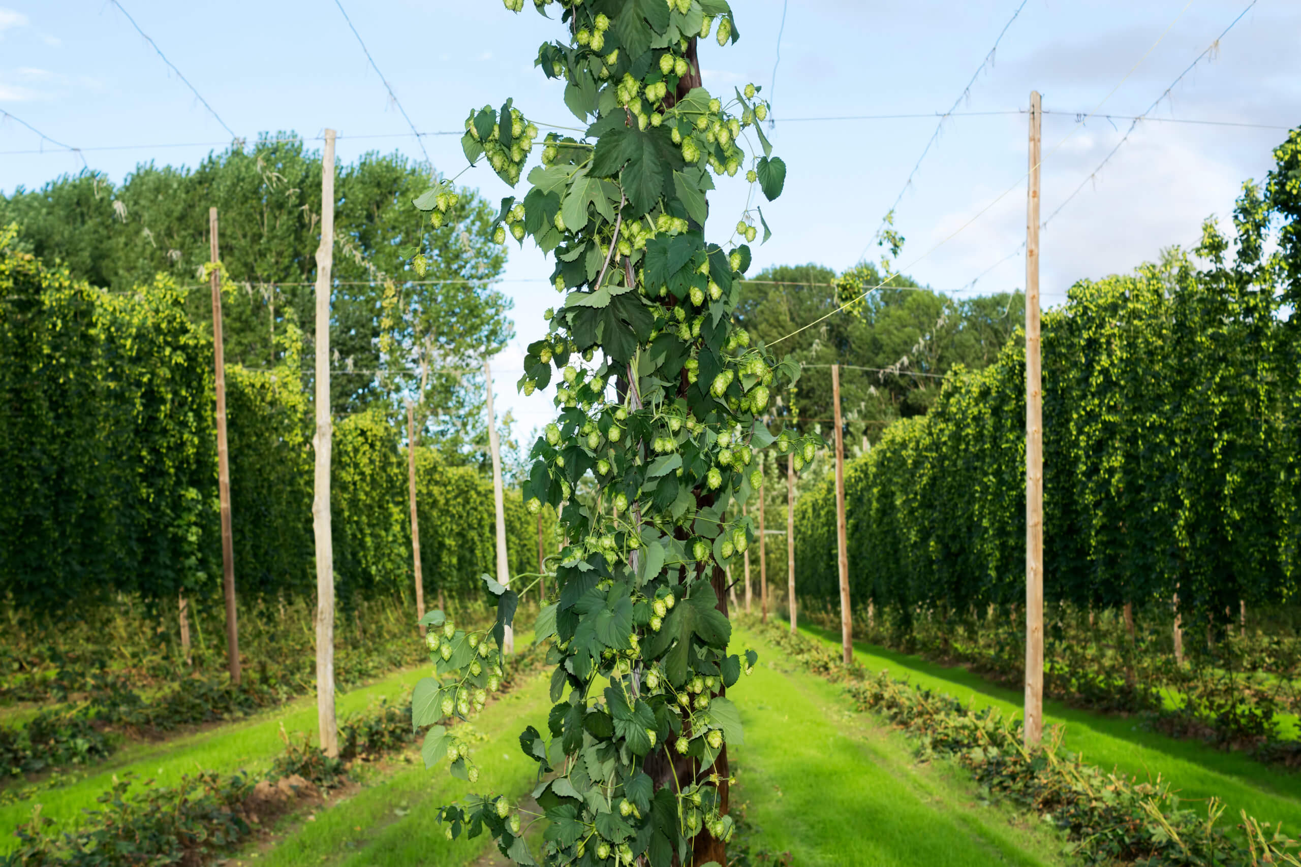 How Hops Impact the Flavor of Beer • The Growler Guys