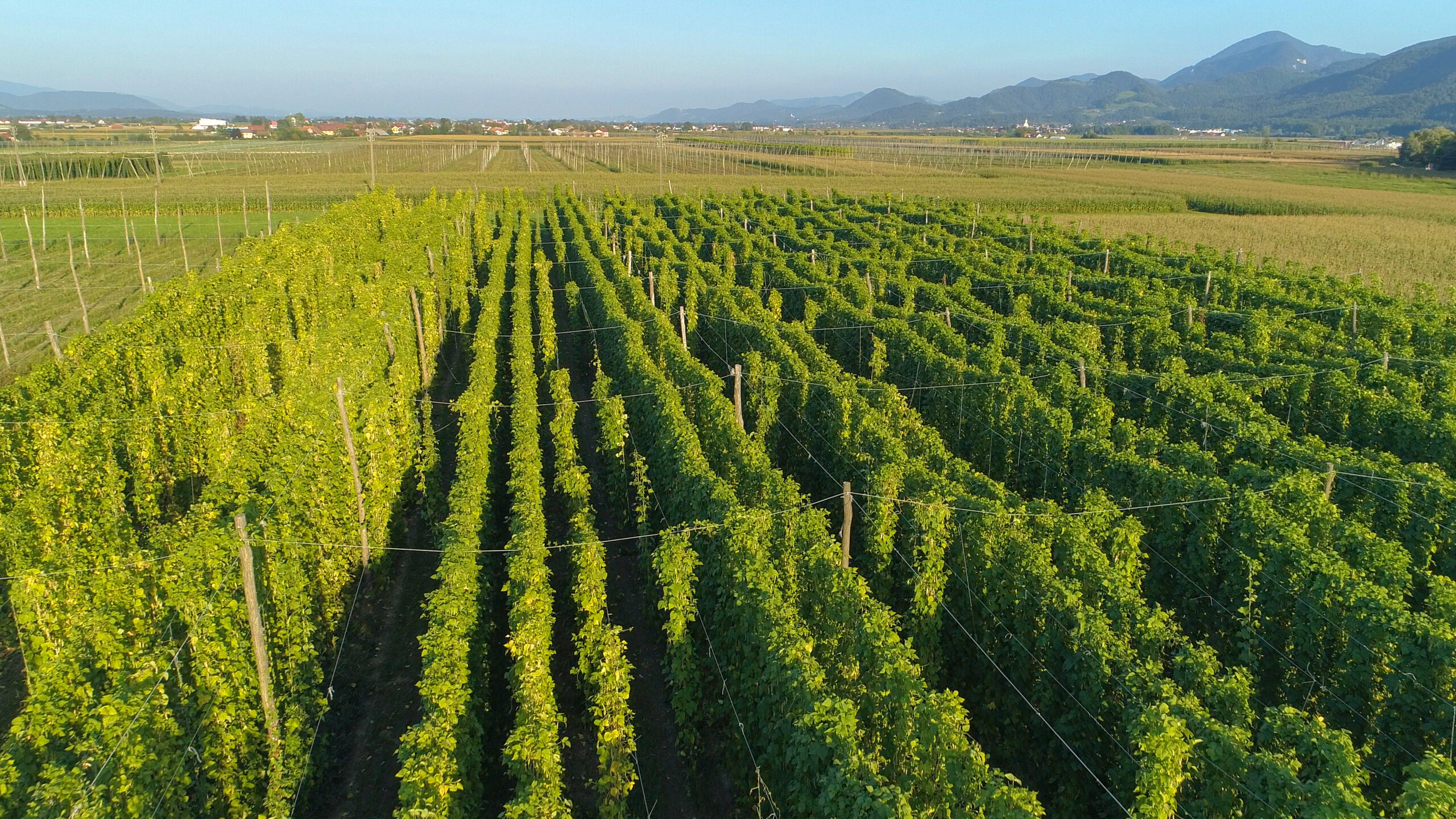 Hops or Vines? Similarities Between Hops and Grape Vines • The Growler Guys